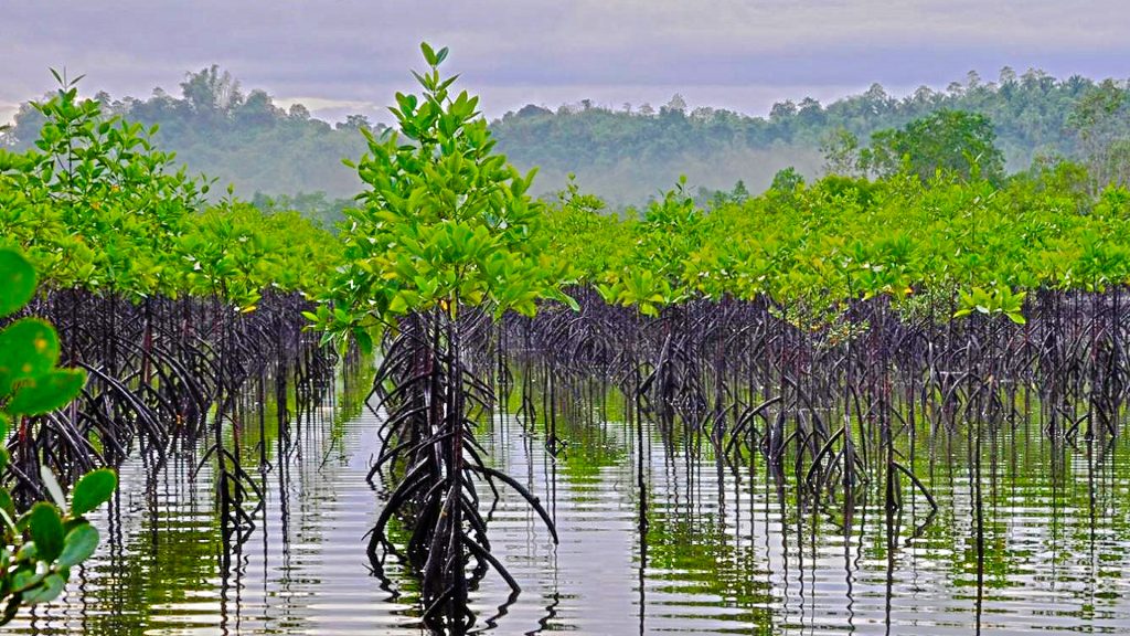 Bakawan Gagawing Atraksyon sa Lungsod ng Lucena - Planong i-develop ng ...