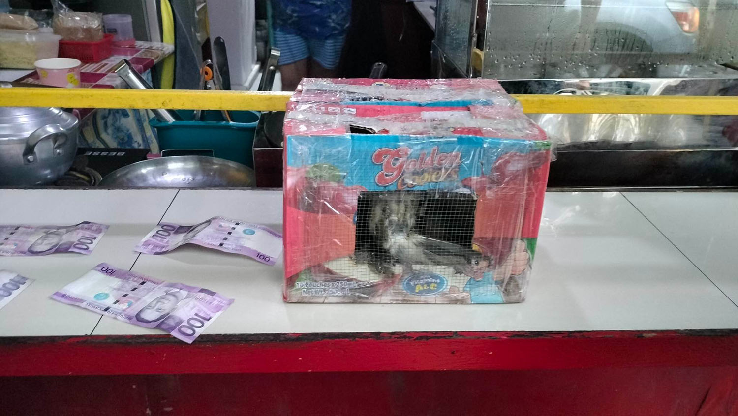 Mga ibon na ilegal na ibinebenta online sa Agdangan, Quezon, nasagip ...